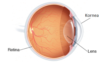 Op.Dr.Tuncer GÜNEY / Cornea